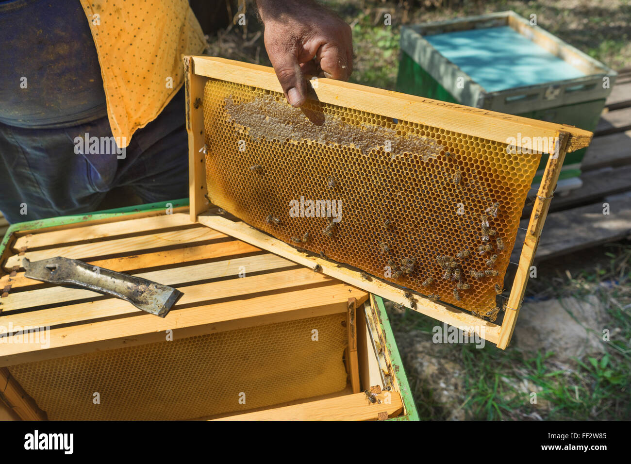 Beekeeper holding a honeycomb with bees and honey Stock Photo - Alamy