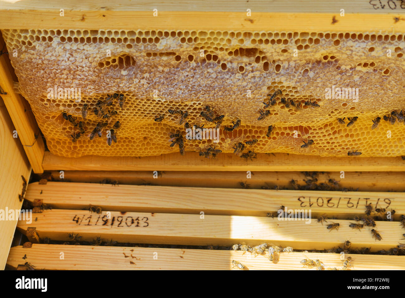 Many working bees on honeycomb in apiary Stock Photo - Alamy