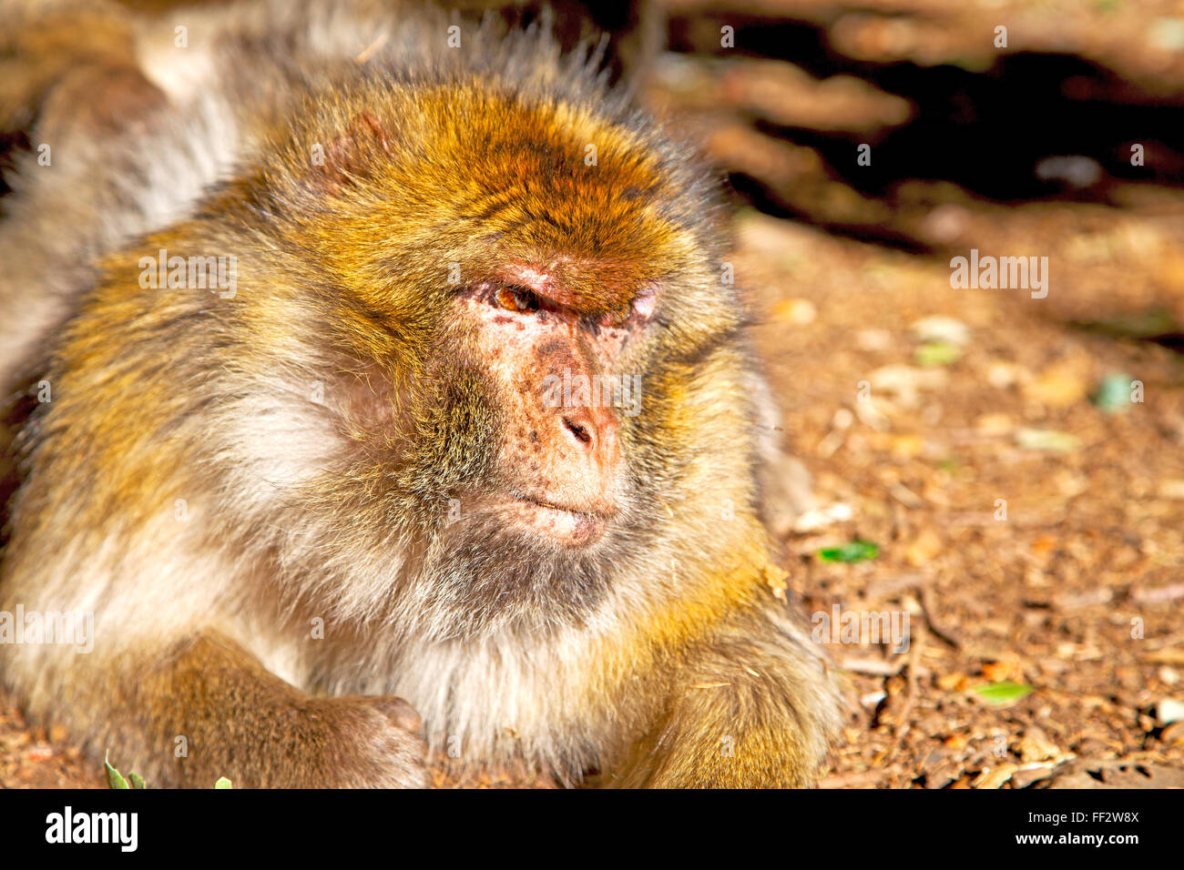 old monkey in africa morocco and natural background fauna close up ...