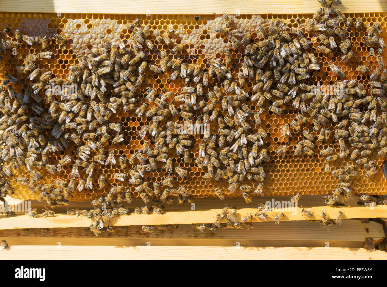 Many working bees on honeycomb in apiary Stock Photo - Alamy