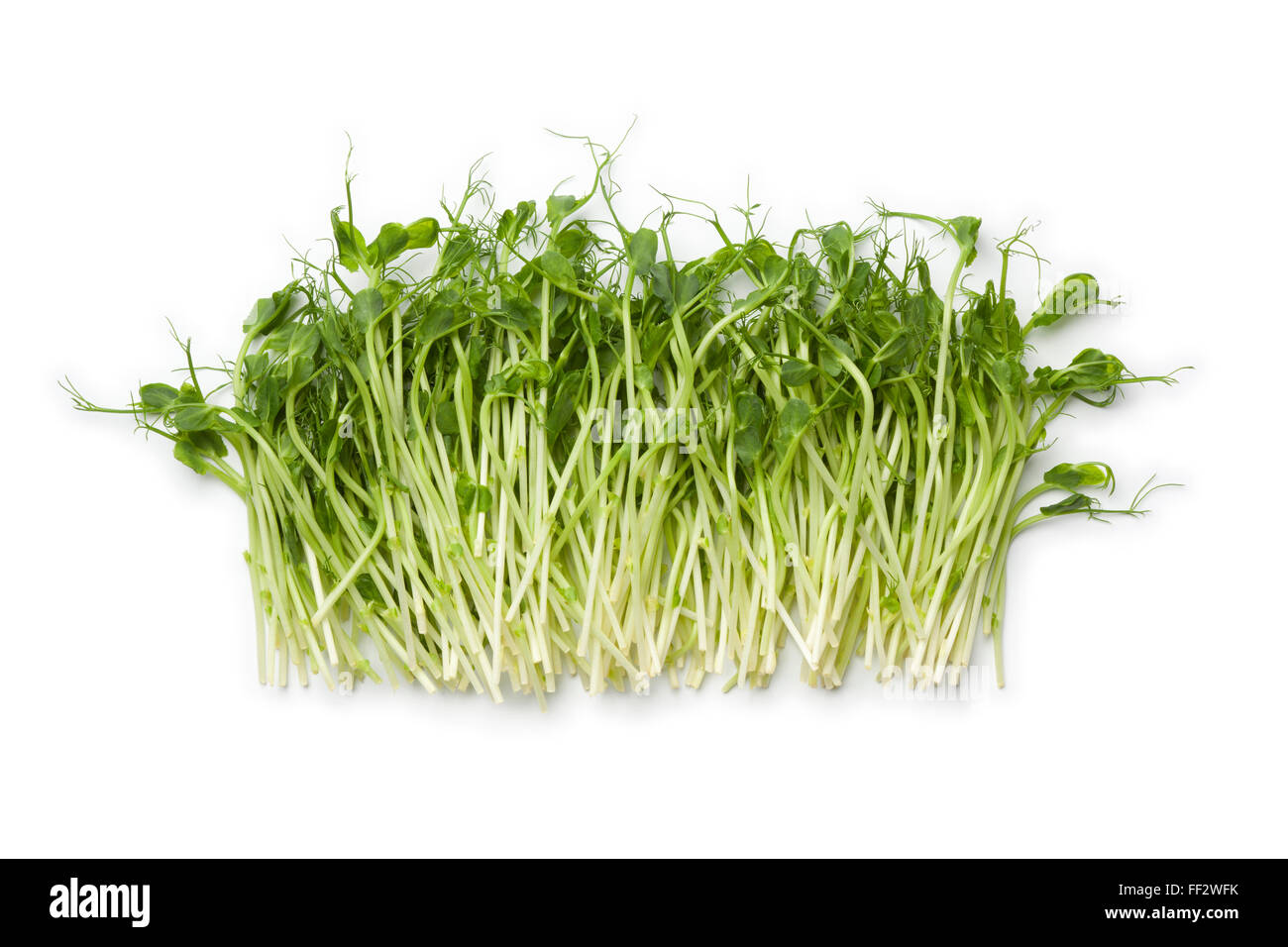 Green fresh shoots on Cut Out Stock Images & Pictures - Alamy