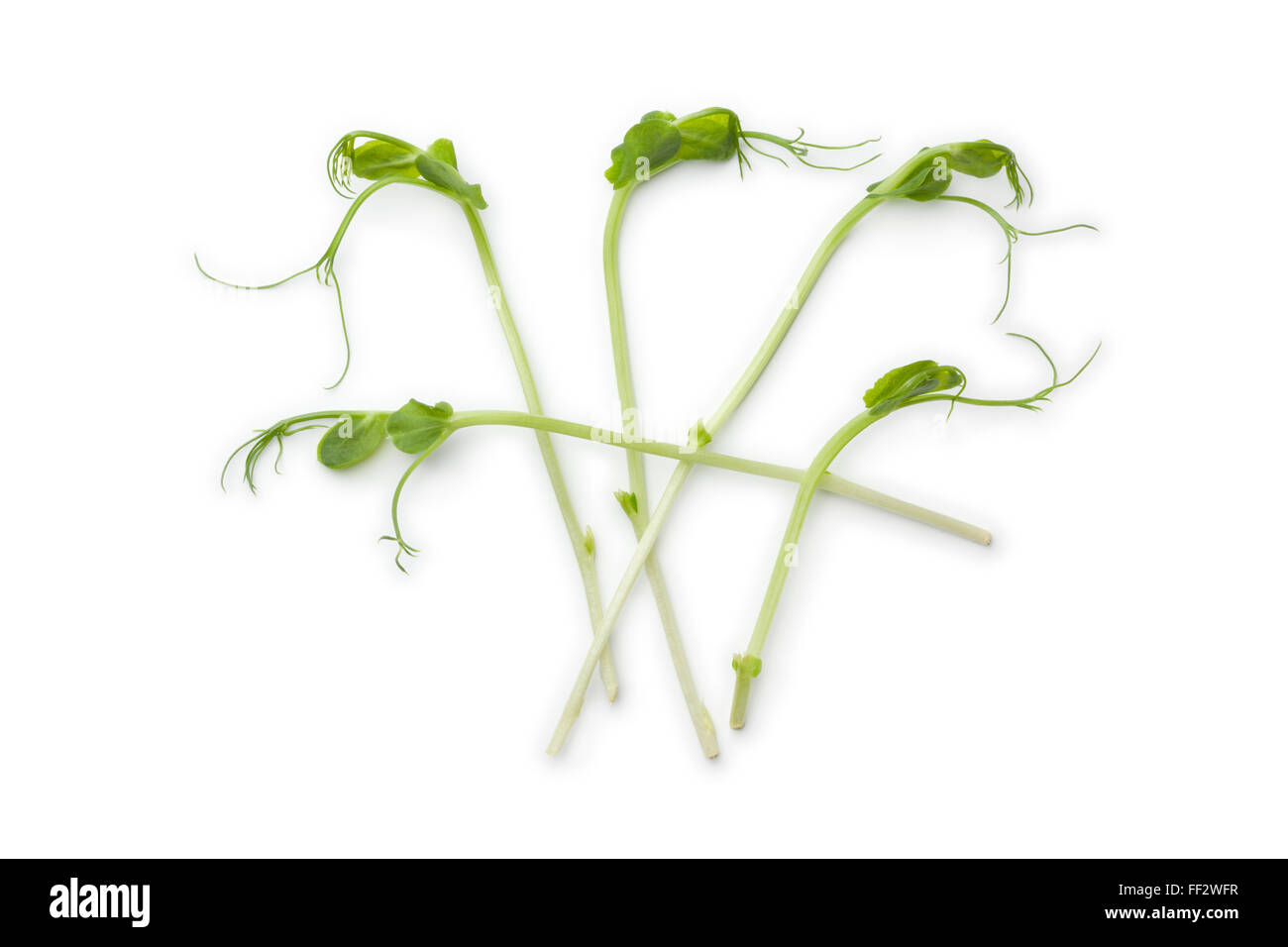 Green fresh shoots on Cut Out Stock Images & Pictures - Alamy