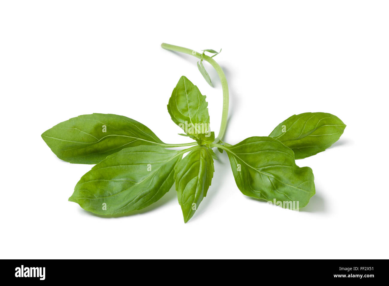 Sprig of fresh green basil on white background Stock Photo - Alamy