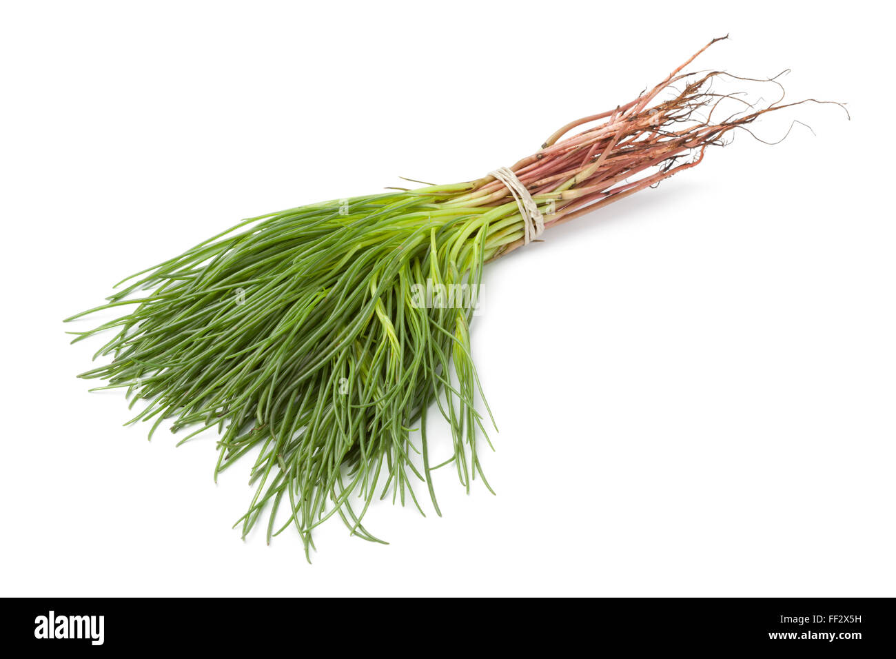 Saltwort hi-res stock photography and images - Alamy