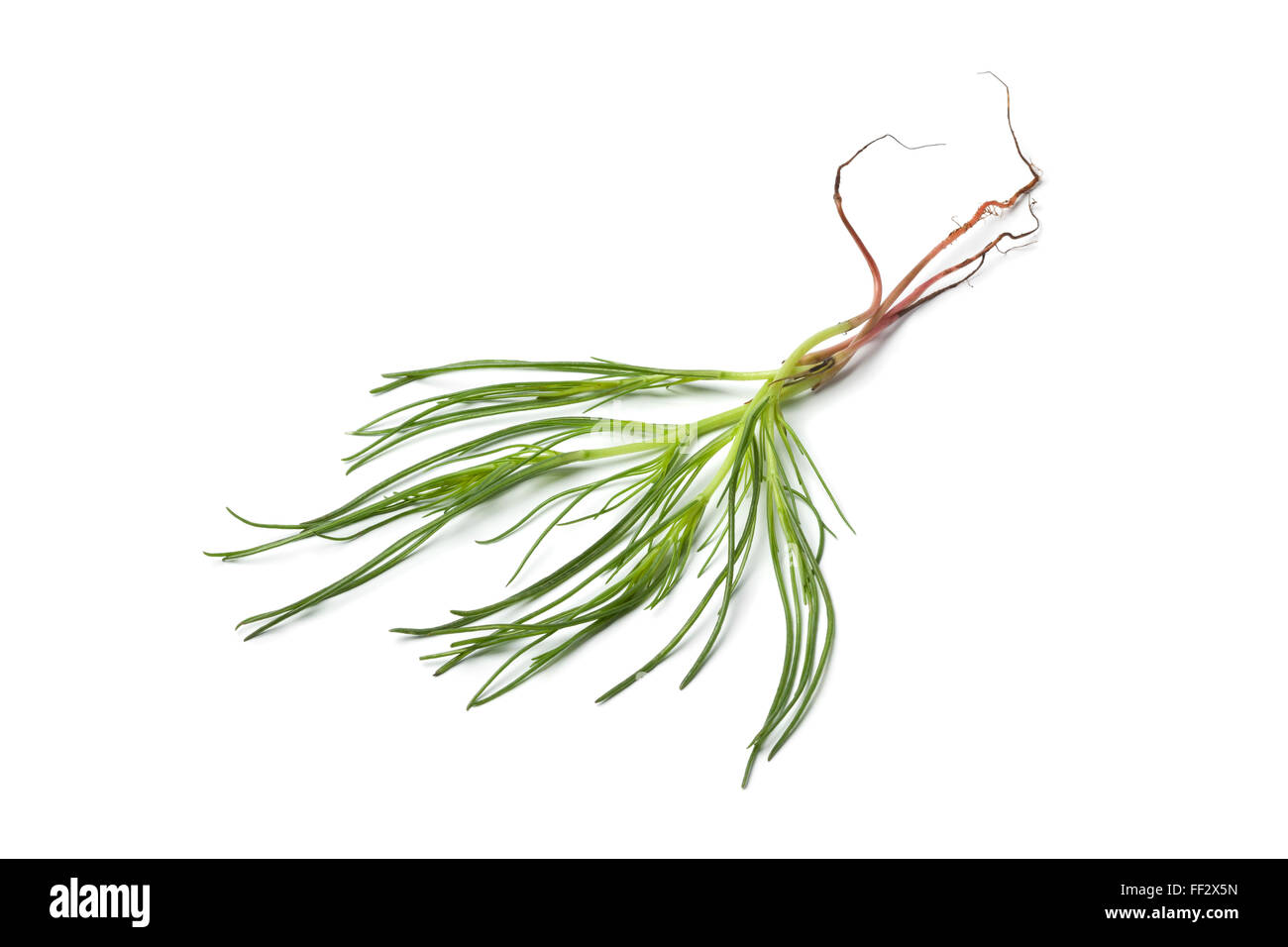 Saltwort hi-res stock photography and images - Alamy