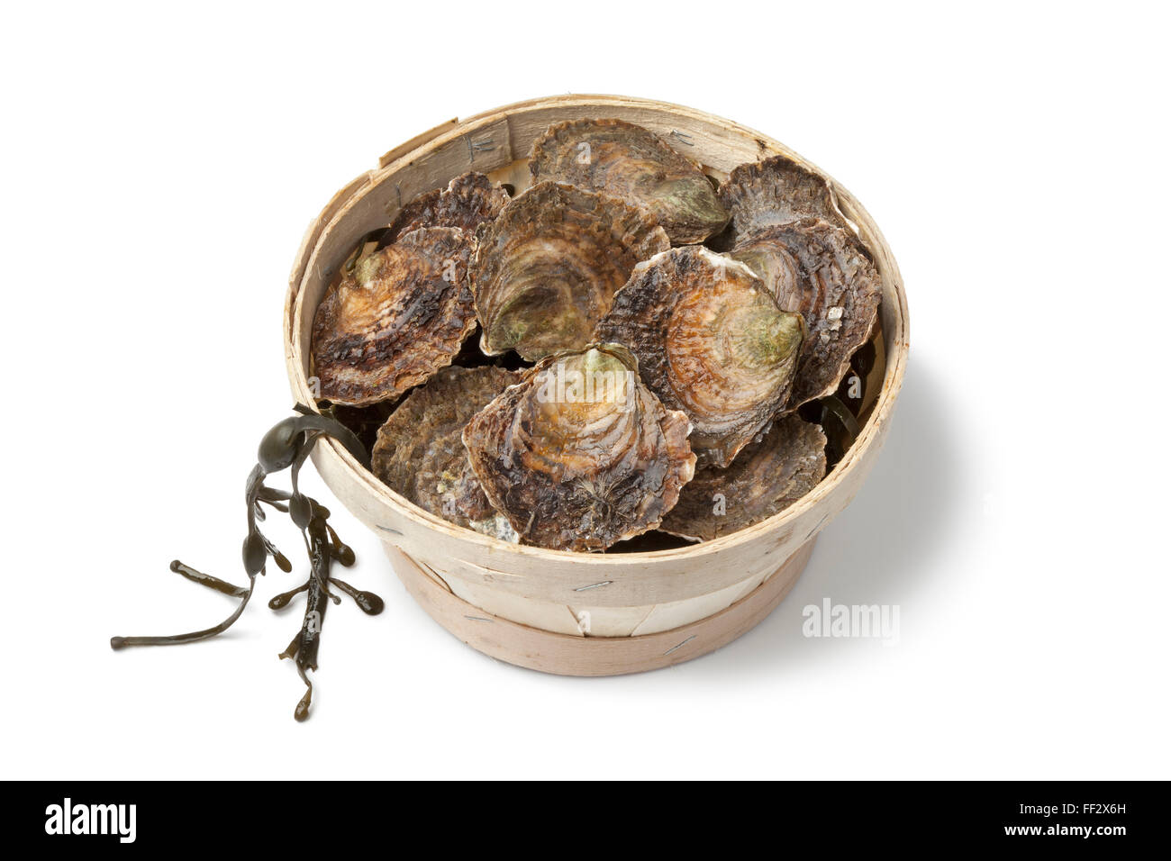 Edible oyster ostrea edulis hi-res stock photography and images - Alamy
