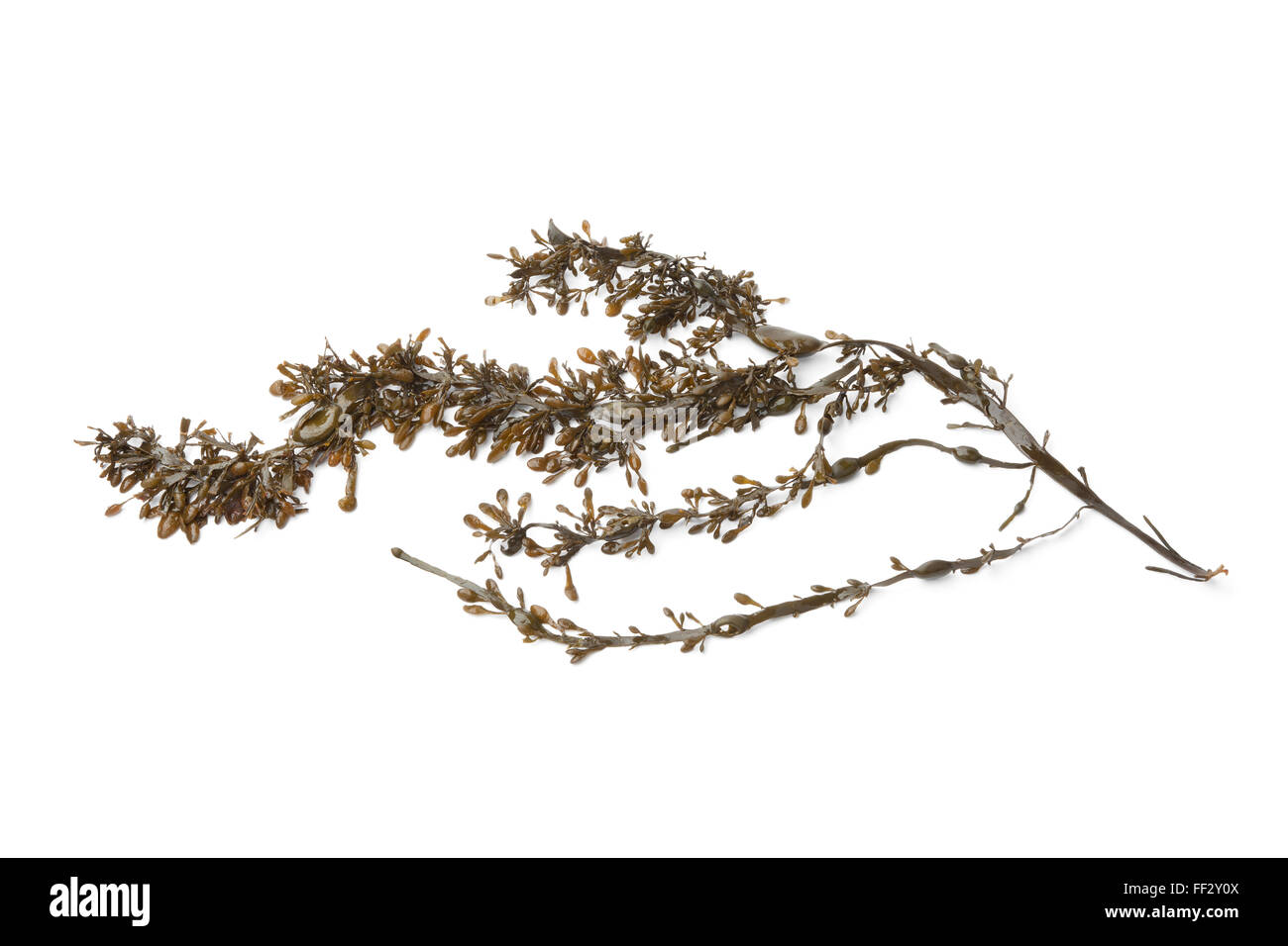 Twig of common seaweed on white background Stock Photo - Alamy