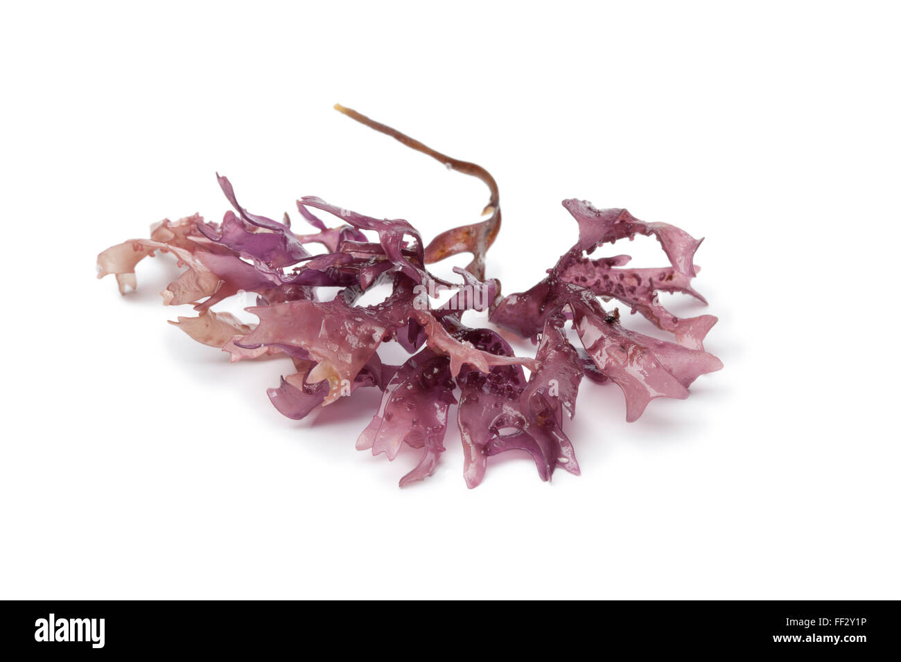 Star shaped moss seaweed on white background Stock Photo - Alamy