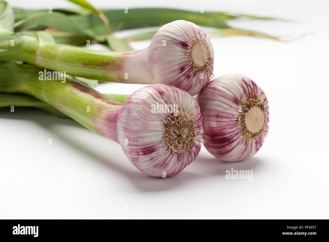 Fresh French garlic on white background Stock Photo - Alamy