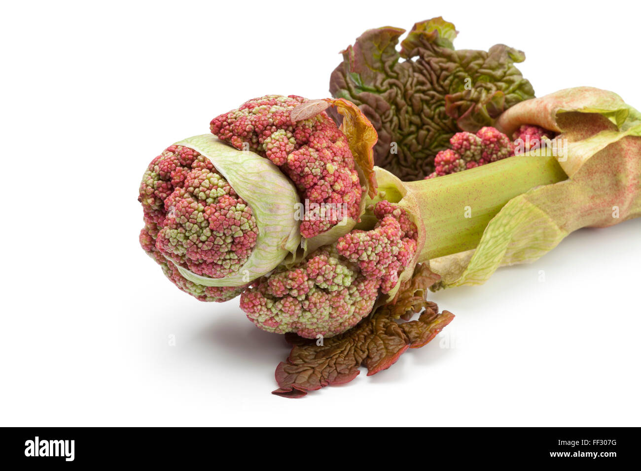 Rhubarb flowers hi-res stock photography and images - Alamy