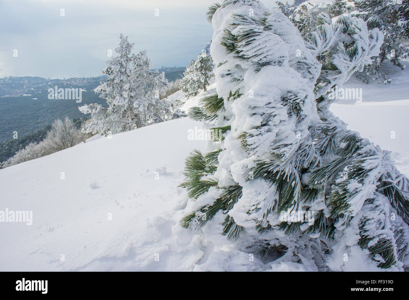pine trees covered with snow on a mountain slope Stock Photo - Alamy