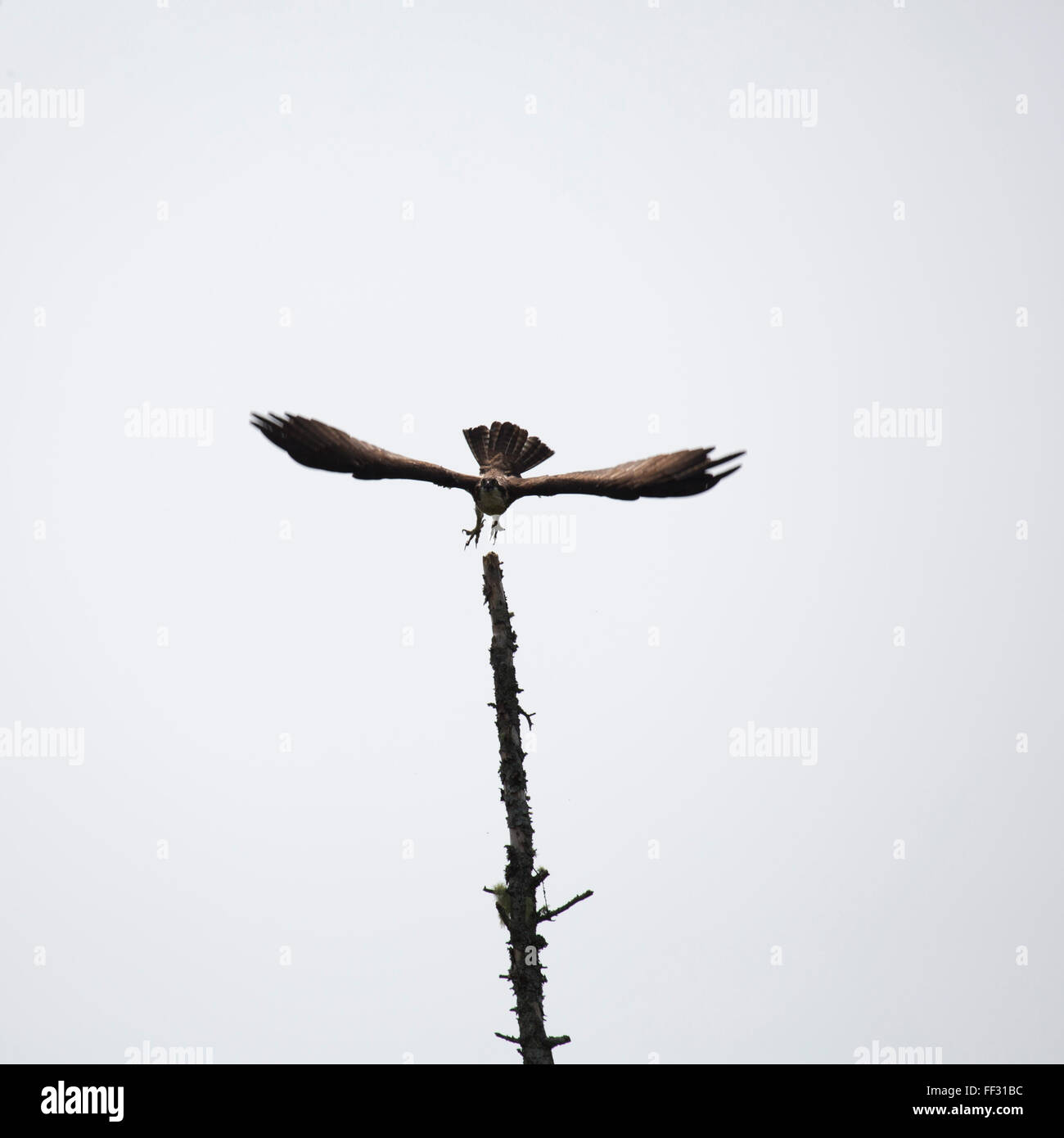 Flying hawk native american hi-res stock photography and images - Alamy