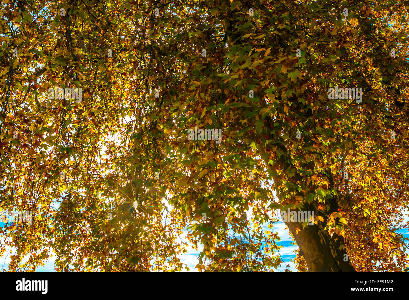 Plane / Platanus tree, late summer leaves turning colour - France Stock ...