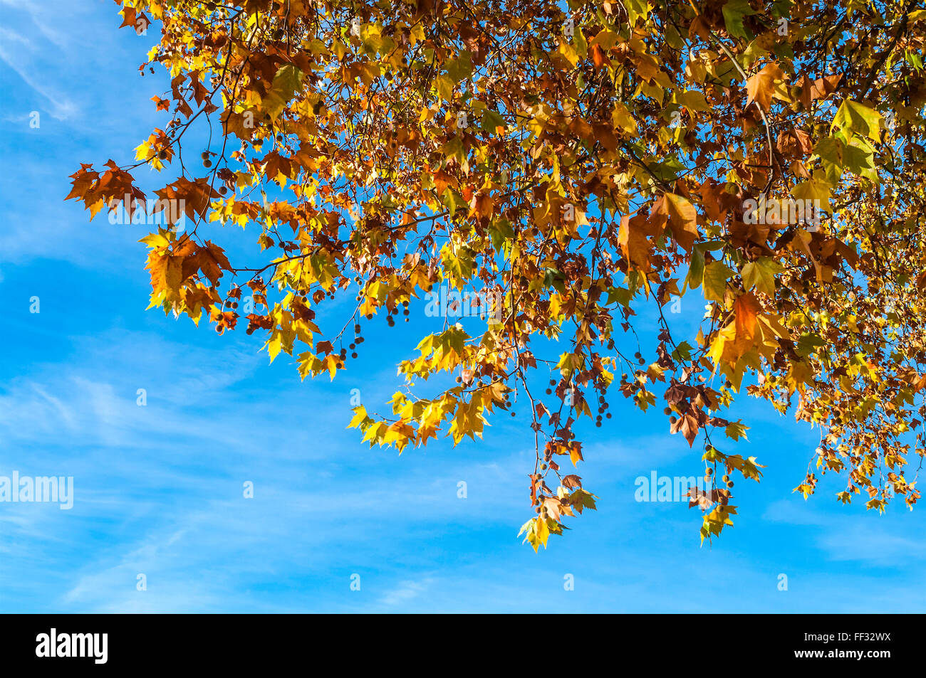 Plane / Platanus tree, late summer leaves turning colour - France Stock ...