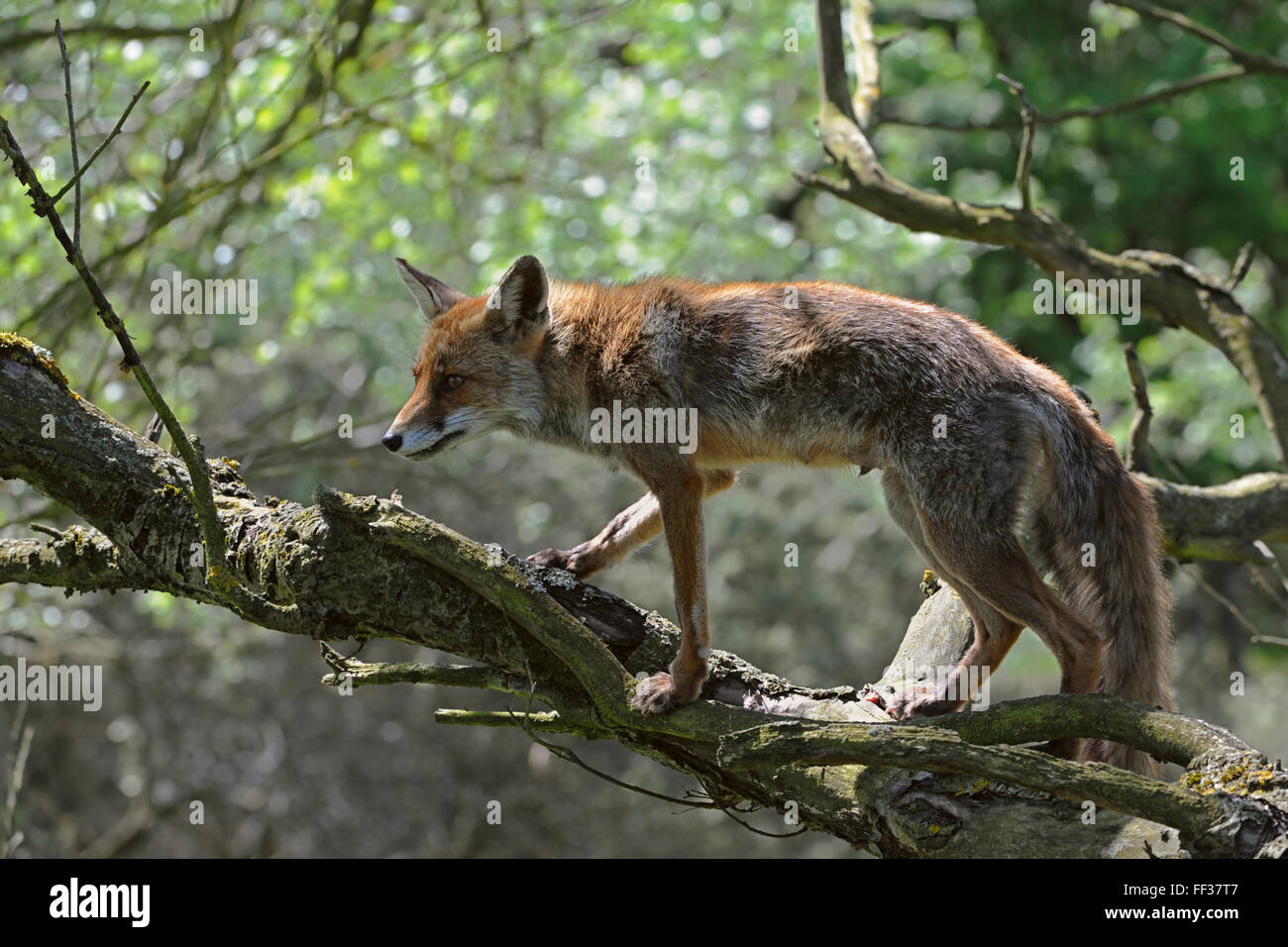 Tree climbing fox hi-res stock photography and images - Alamy