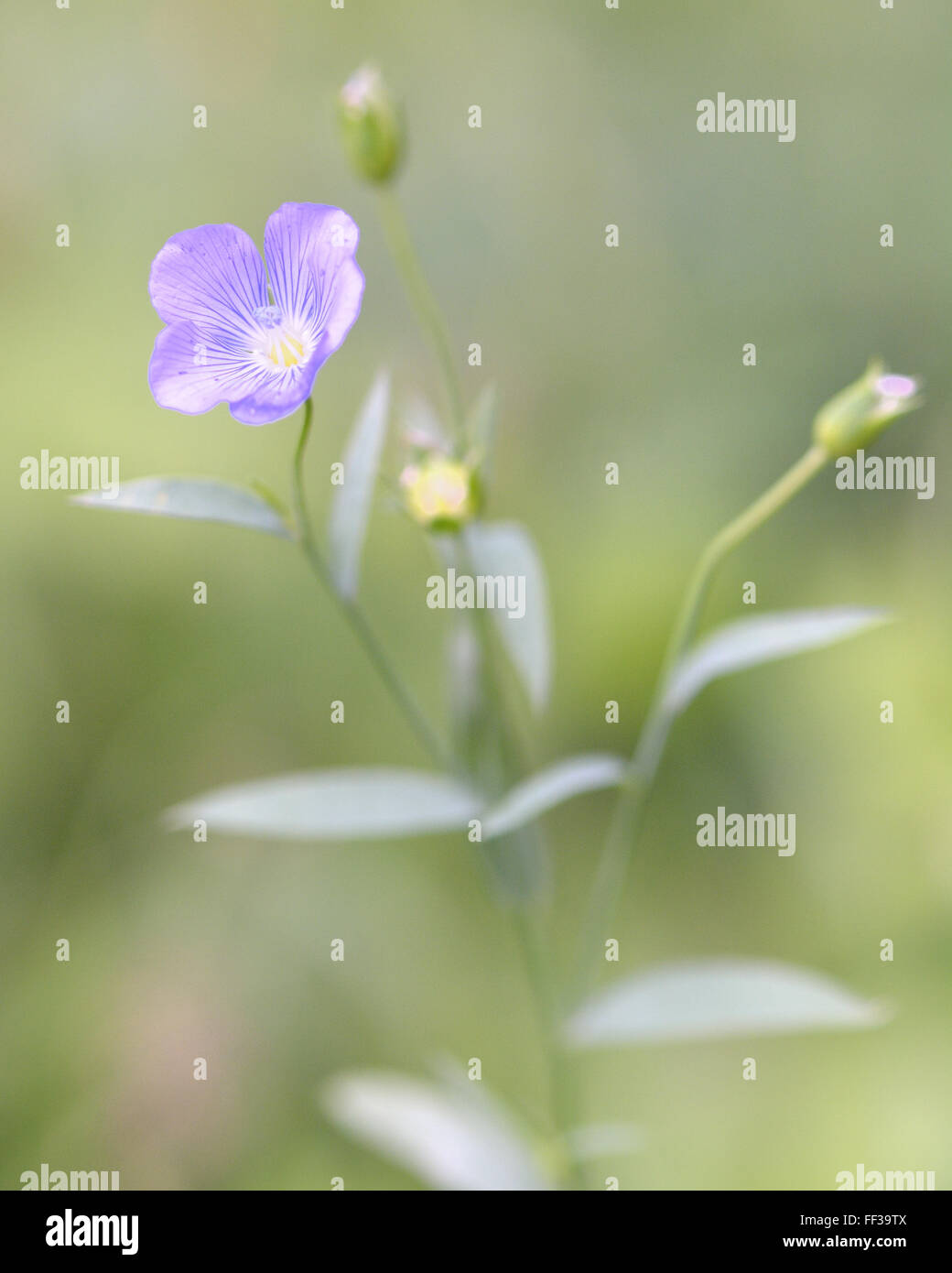 Common flax (Linum usitatissimum) in flower. A delicate blue flowered ...