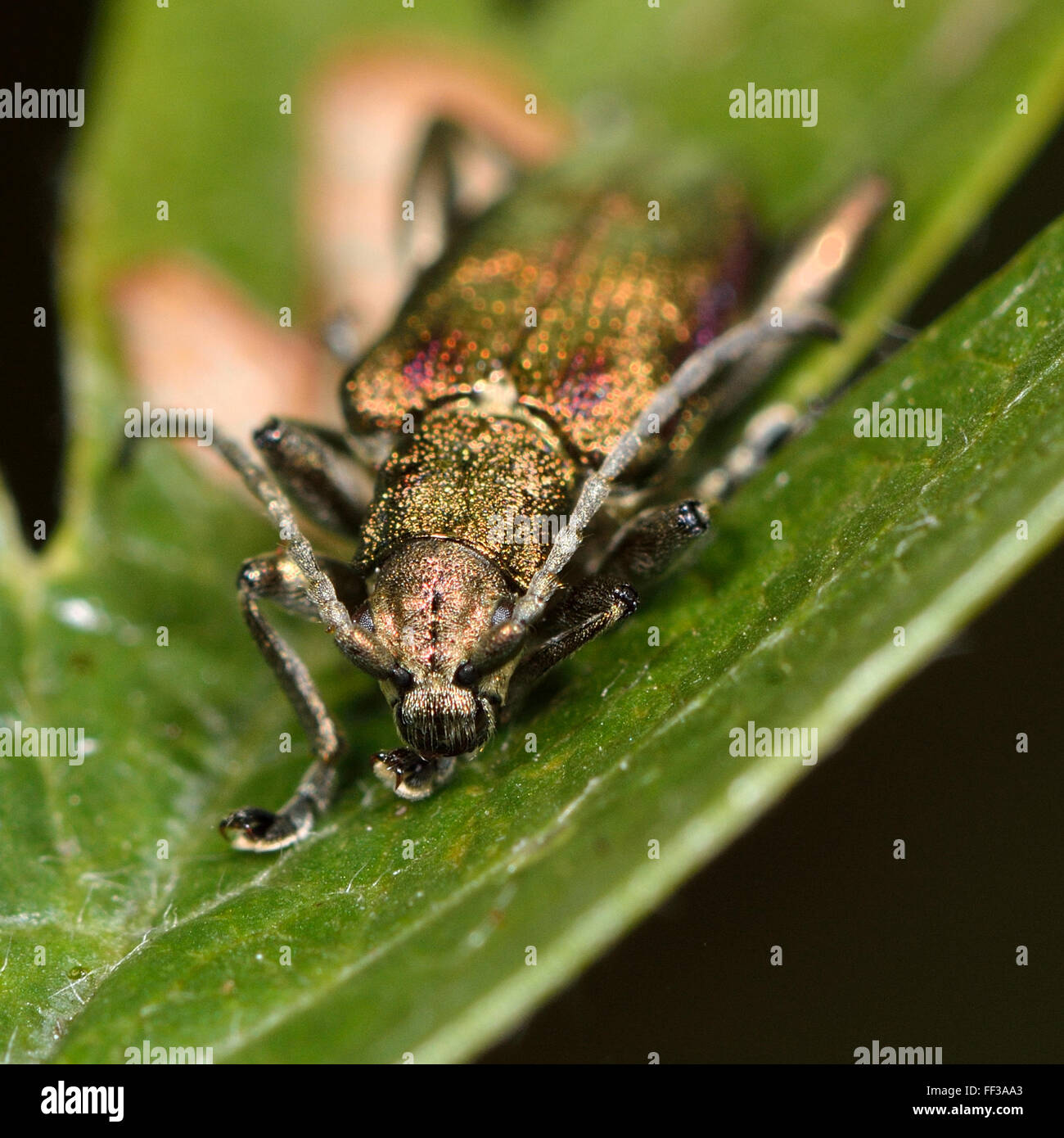 Reed beetle Donacia vulgaris. A reed beetle in the family Chrysomelidae ...