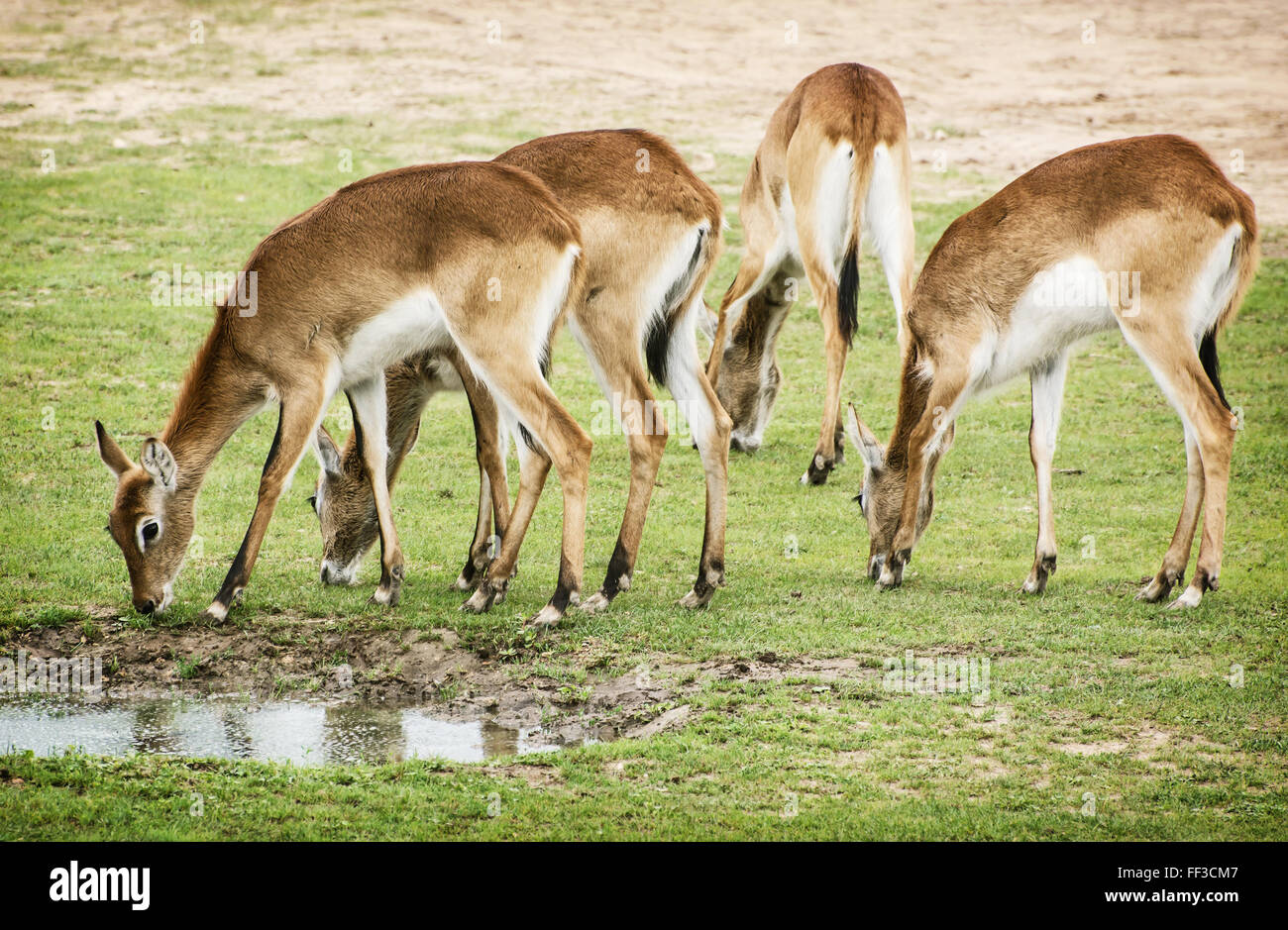 Eld's deer (Panolia eldii), also known as the thamin or brow-antlered ...