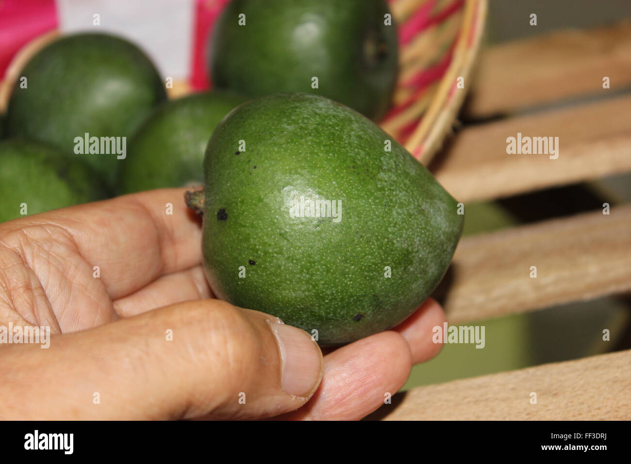 Mangifera odorata, kuwini mango, fragrant mango, tree with fragrant ...