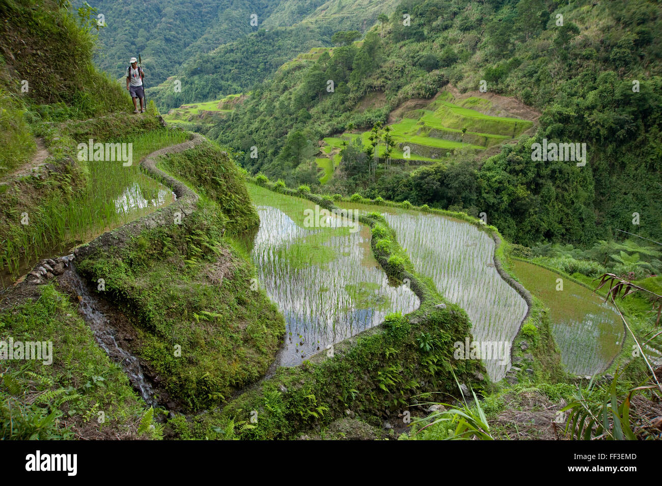 Banaue Rice Terraces in planting season. For 2,000 years, the high rice ...
