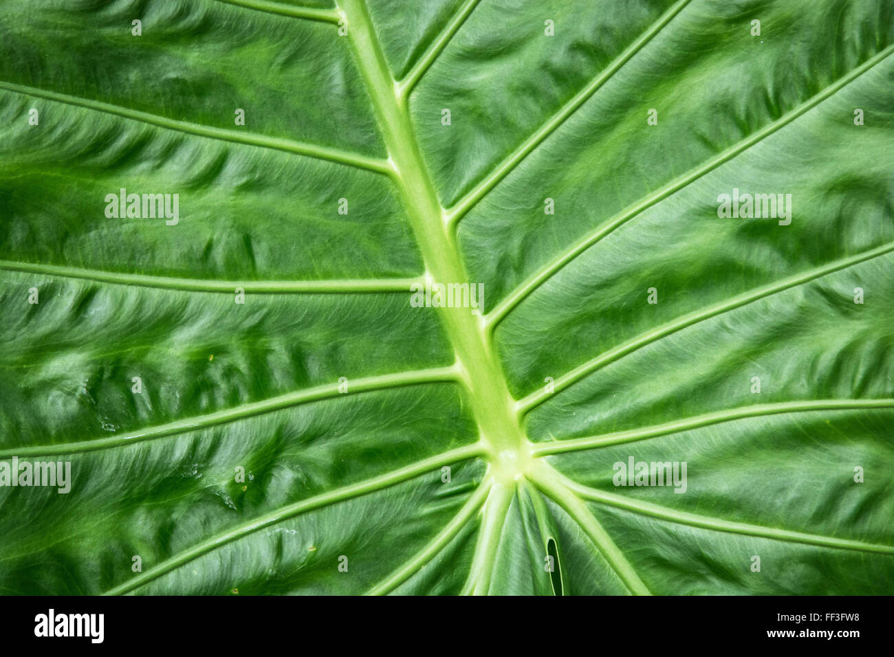 Colocasia esculenta is a tropical plant grown primarily for its edible ...
