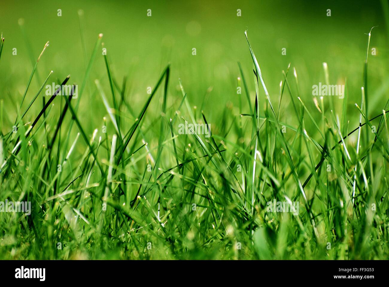 Grass patterns hi-res stock photography and images - Alamy