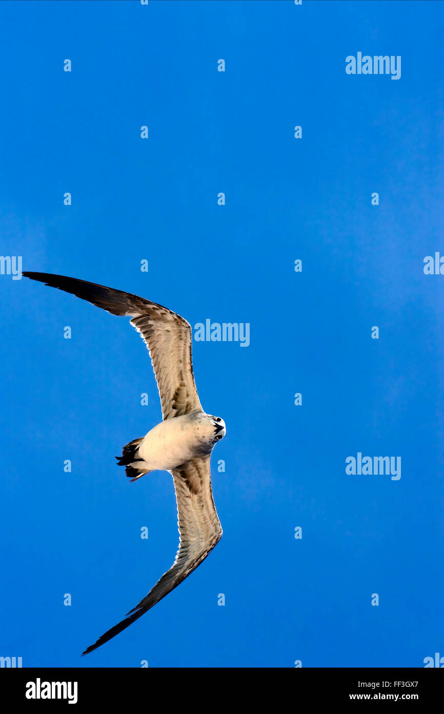 the down of sea gull flying in the sky in mexico playa del carmen Stock ...