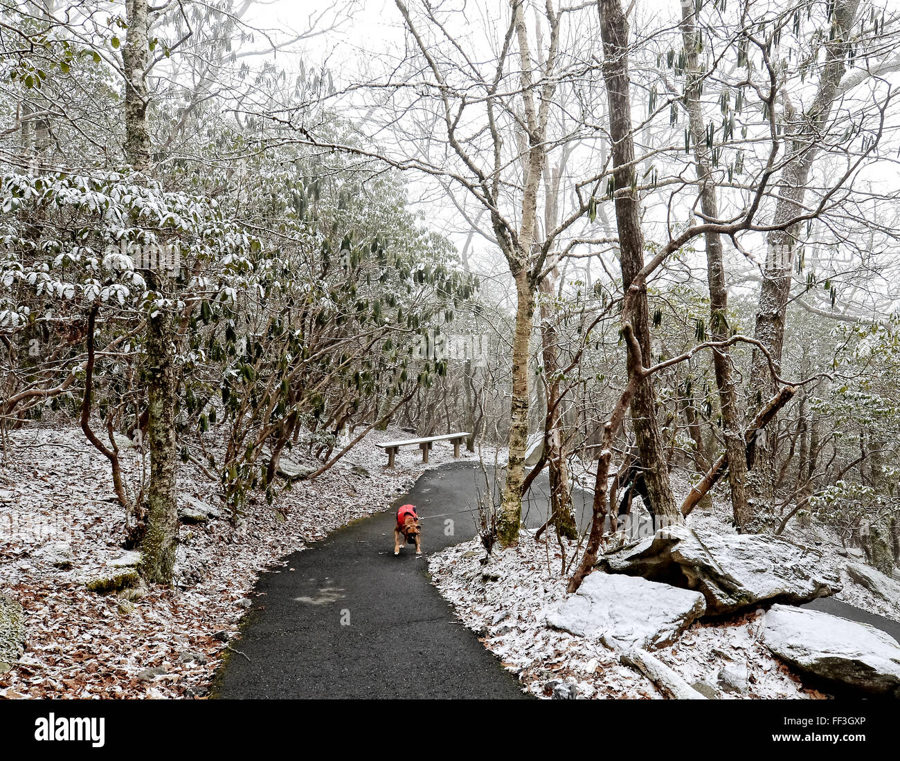 Hiking with pet hi-res stock photography and images - Alamy