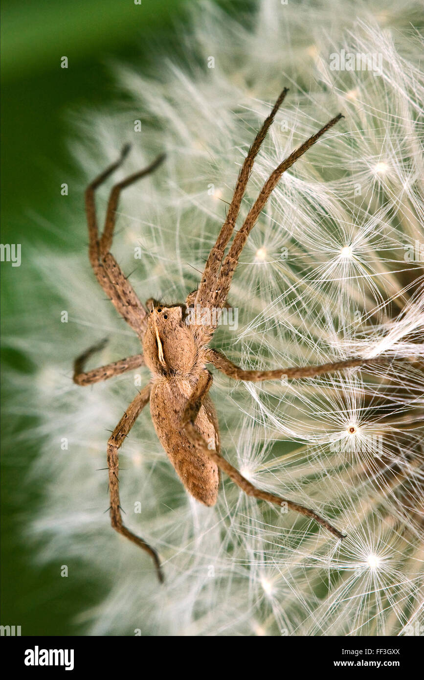 pisauridae pisaura mirabilis agelenidae tegenaria gigantea thomisidae ...