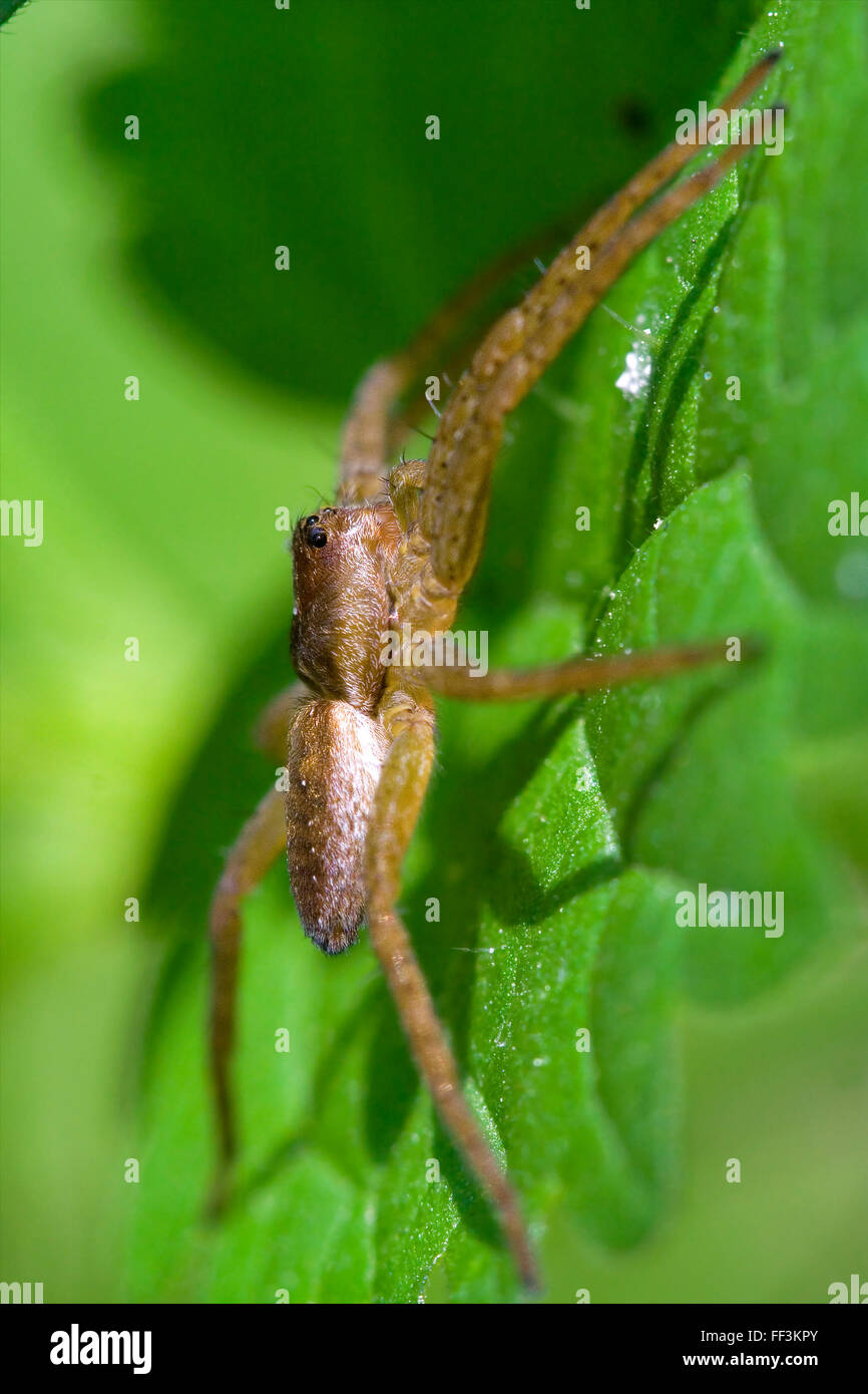 pisauridae pisaura mirabilis agelenidae tegenaria gigantea thomisidae ...