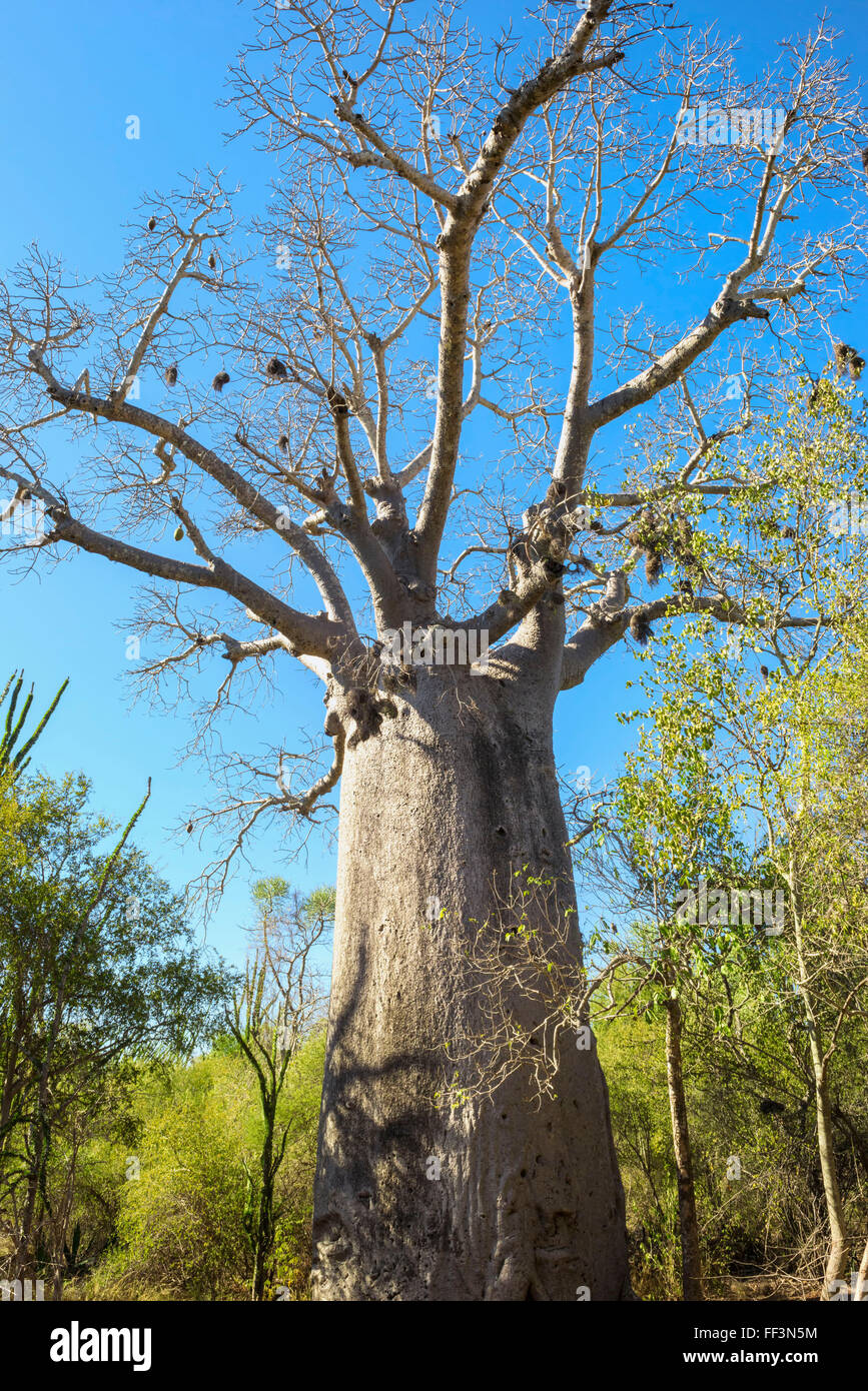 Za baobab tree hi-res stock photography and images - Alamy