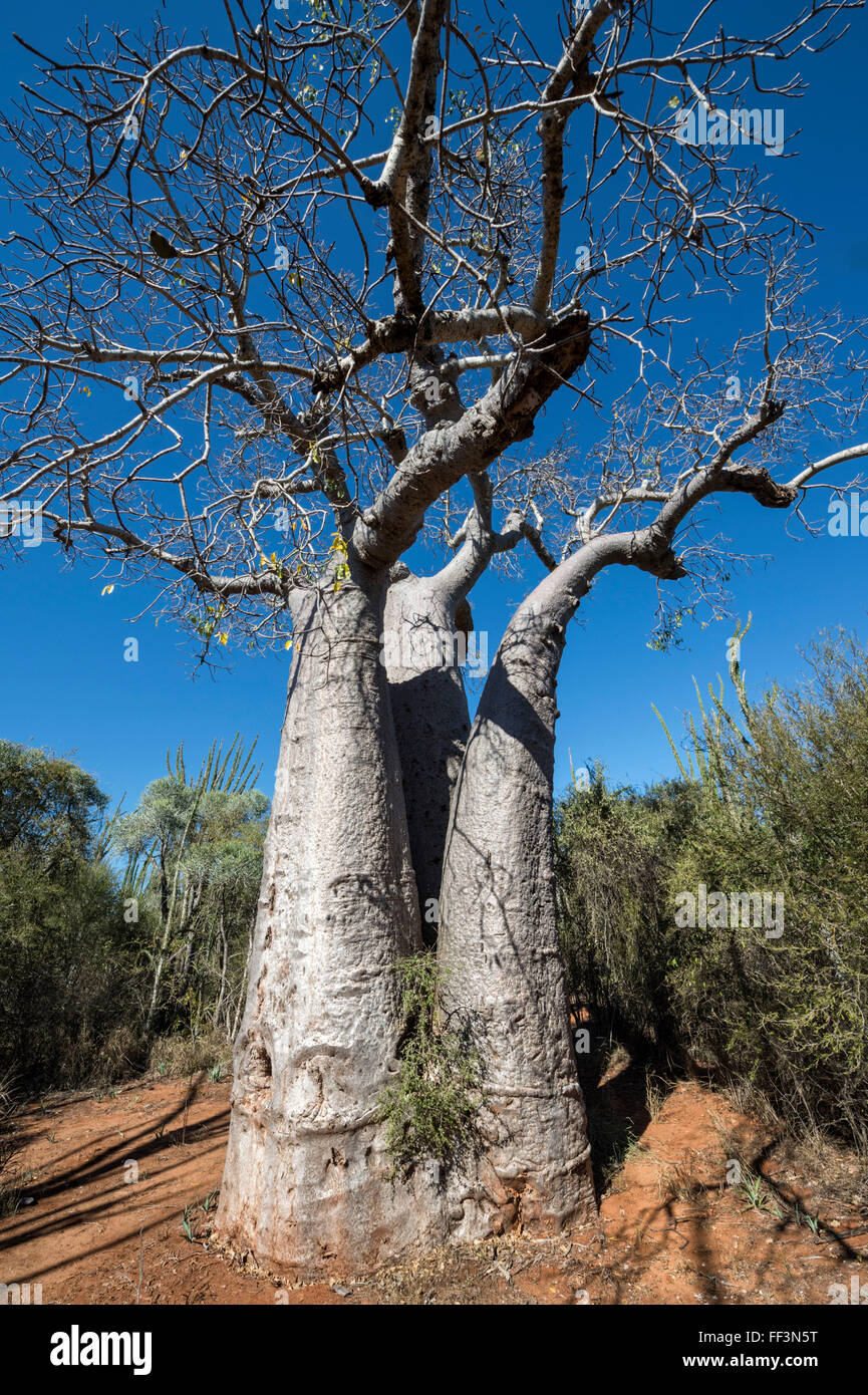 Adansonia za baobab tree, Berenty, Fort Dauphin, Toliara Province ...
