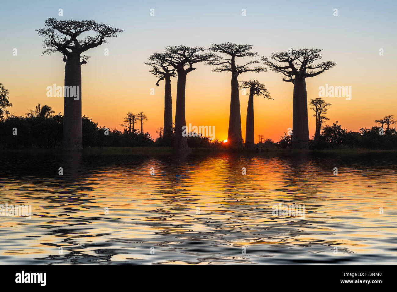 Baobab trees (Adansonia Grandidieri) reflecting in the water at sunset ...