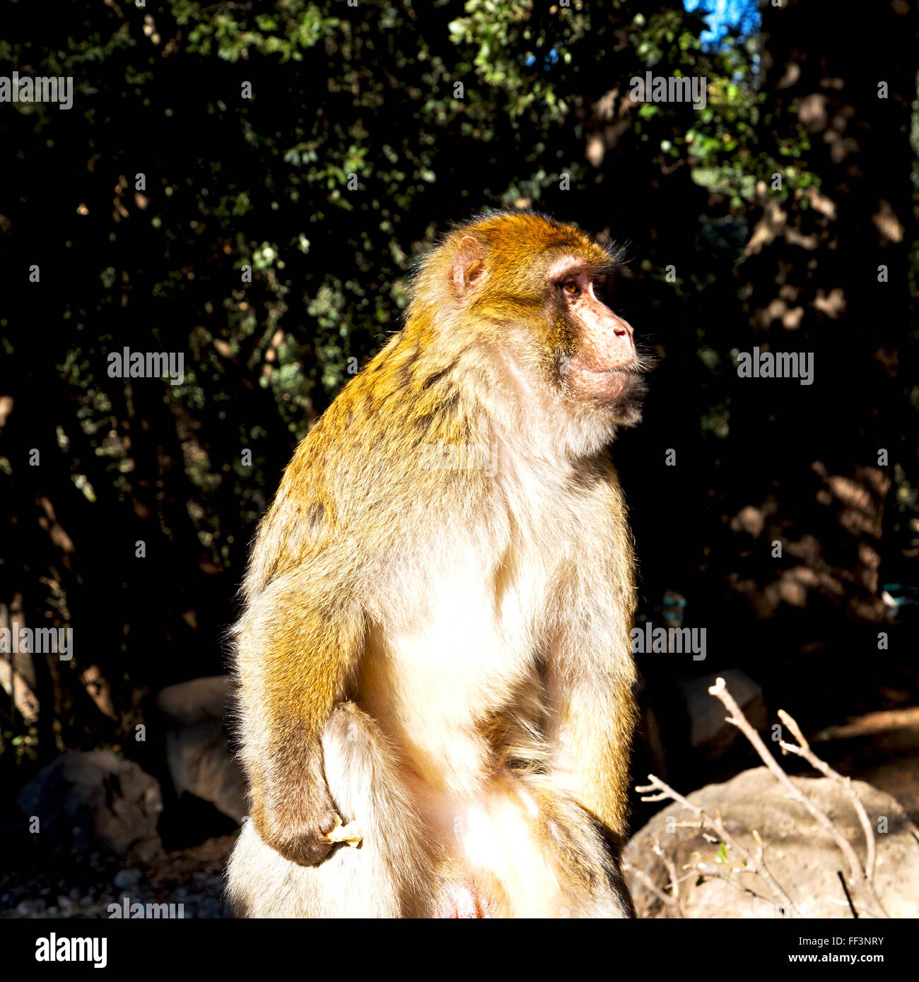 old monkey in africa morocco and natural background fauna close up ...