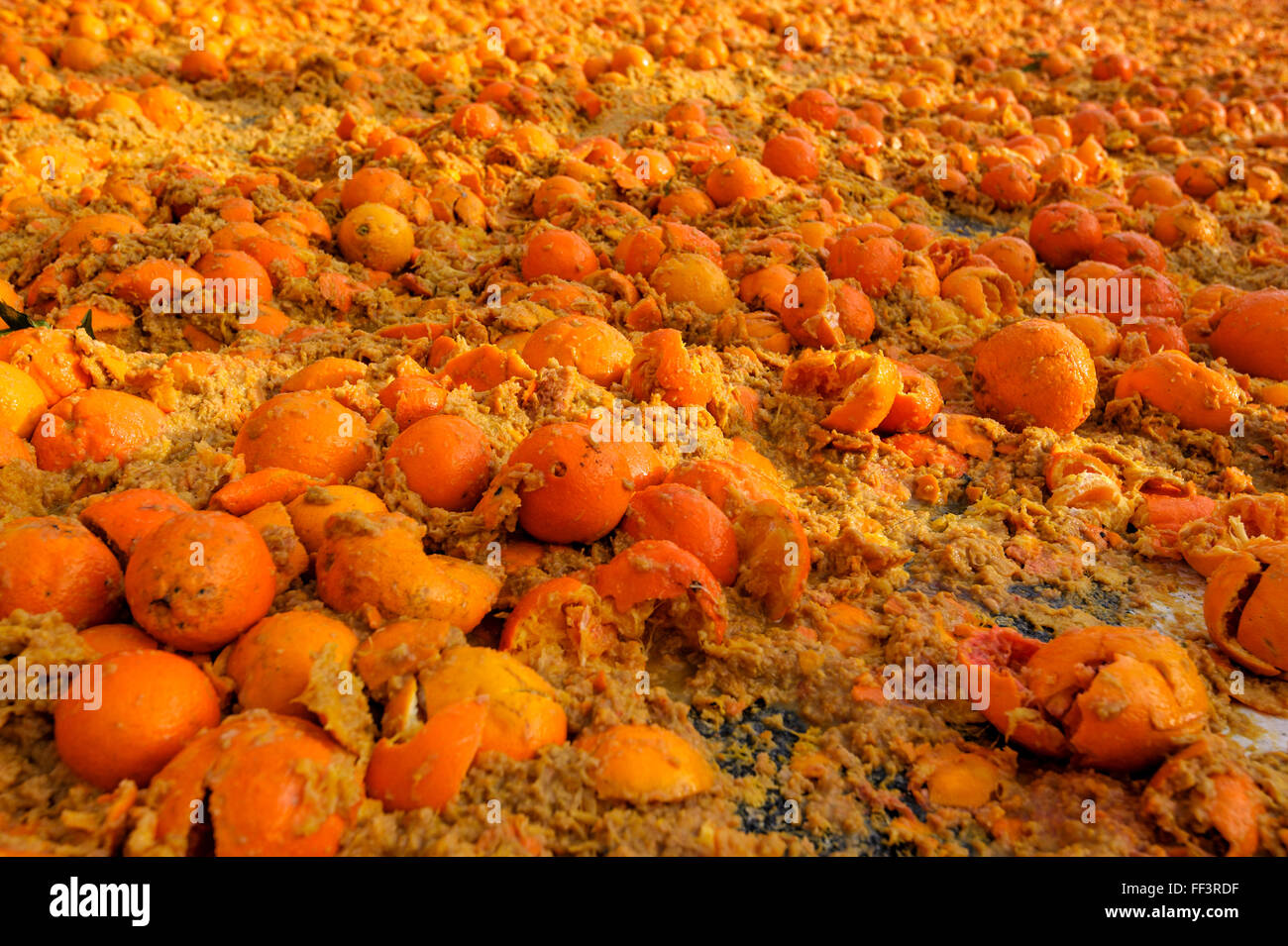 Ivrea, Italy. 08th Feb, 2016. Oranges on the ground during the Battle ...
