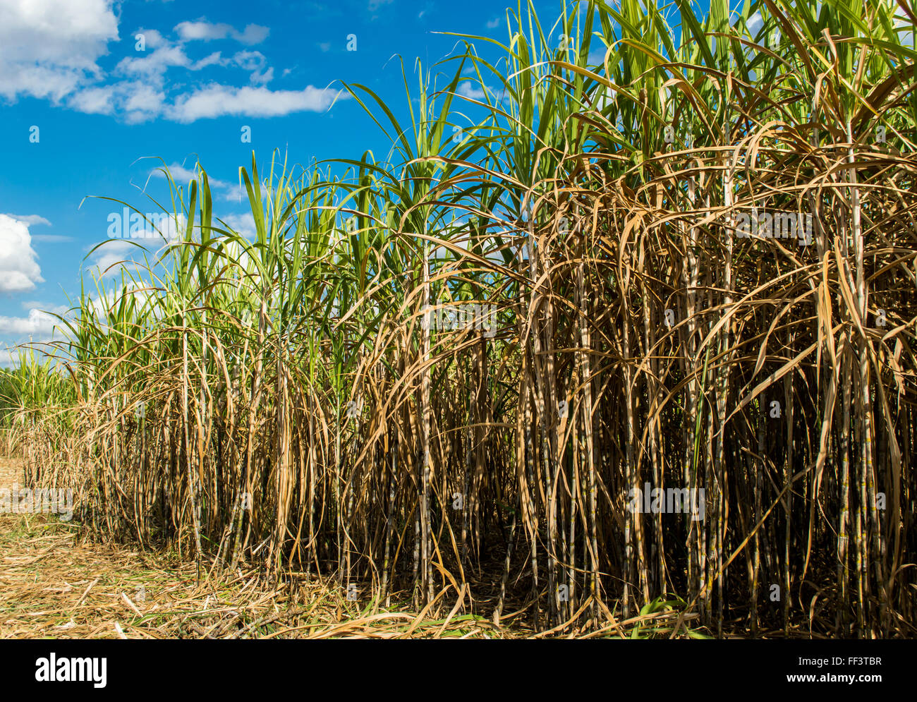 Cane sugar and food And to make fuel Stock Photo - Alamy