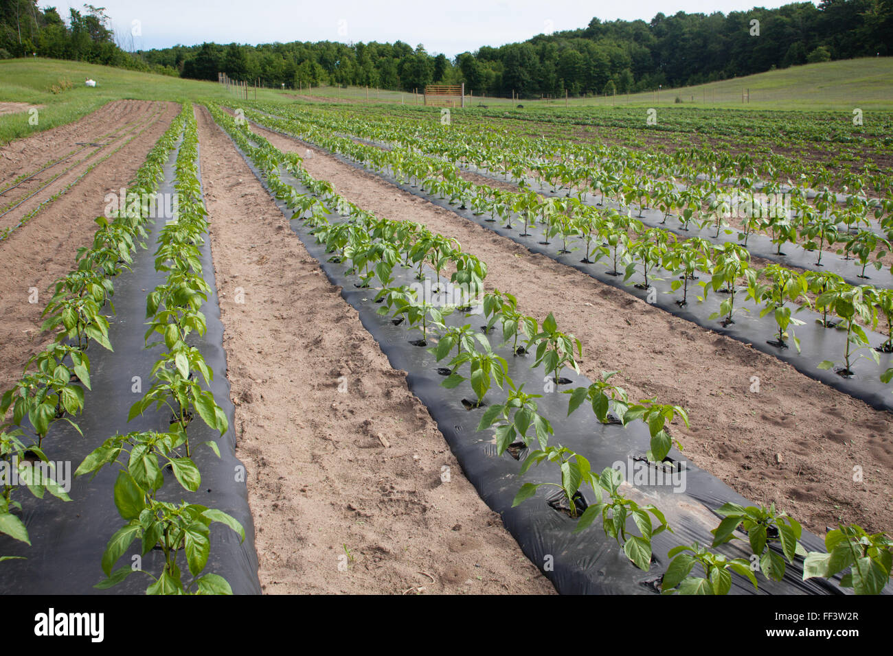 Crops growing in farm field Stock Photo - Alamy