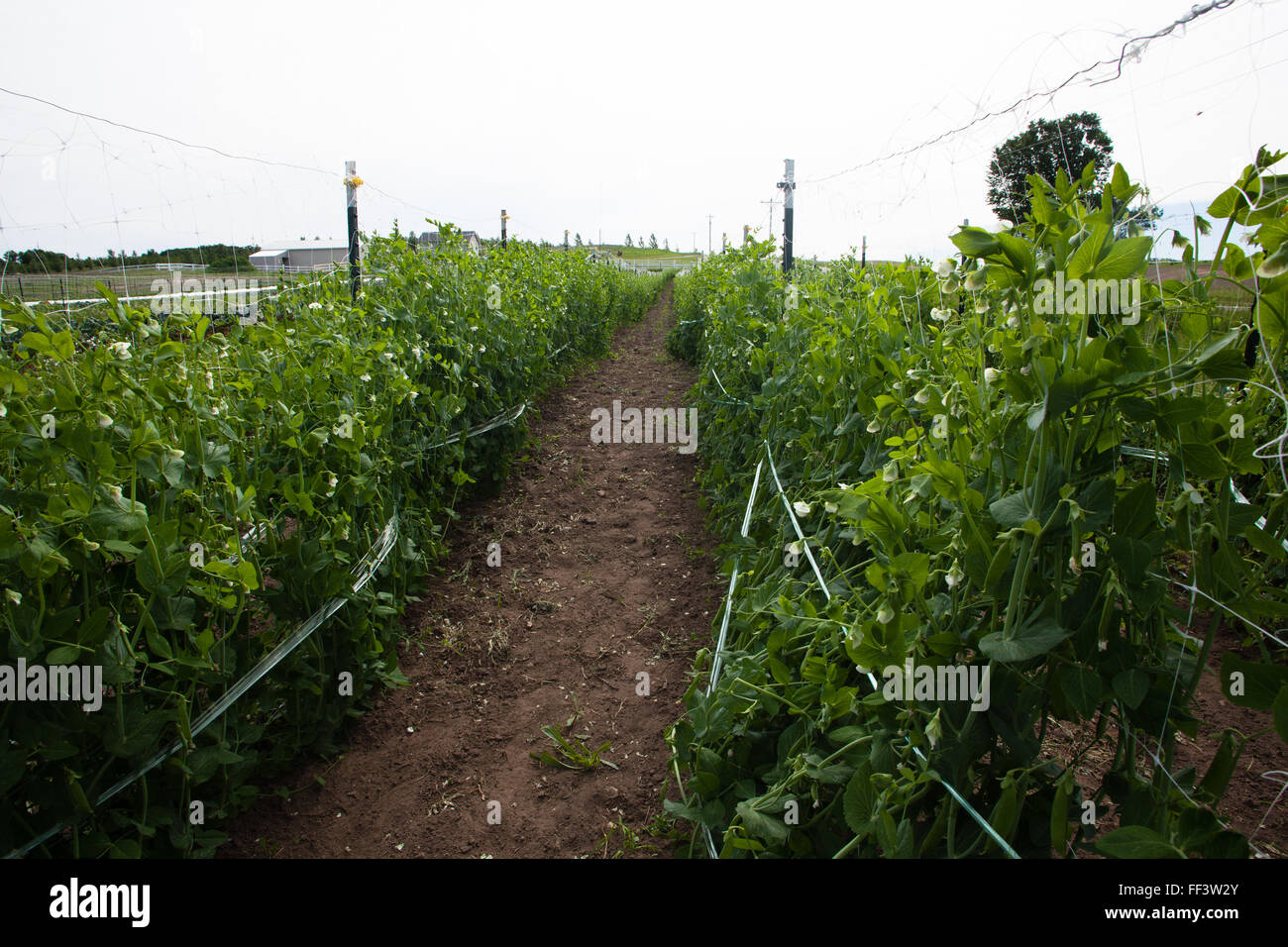 Harvest peas growing on hi-res stock photography and images - Alamy
