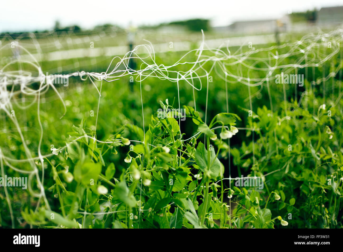 Peas growing on a farm Stock Photo - Alamy
