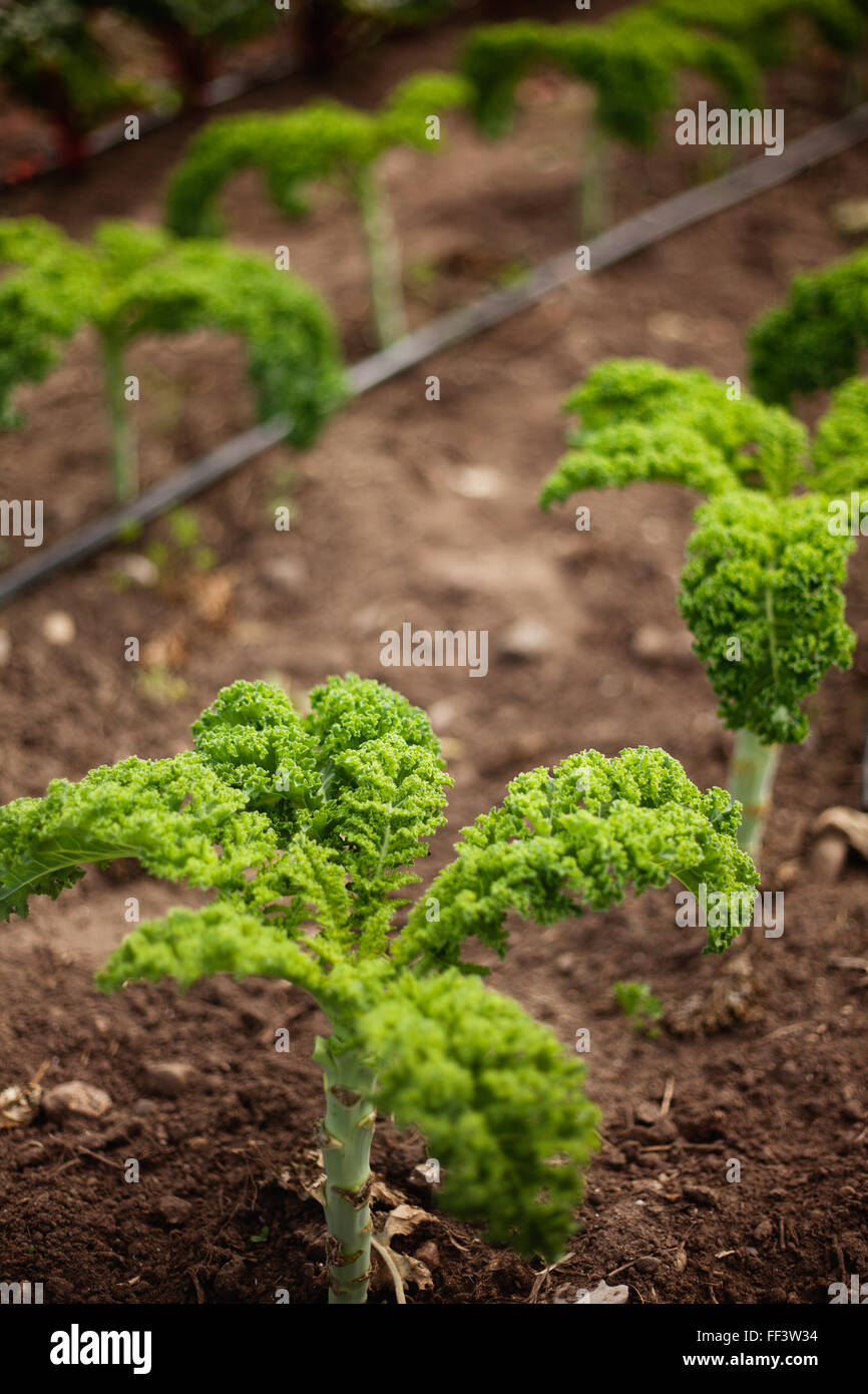 Kale cultivation hi-res stock photography and images - Alamy