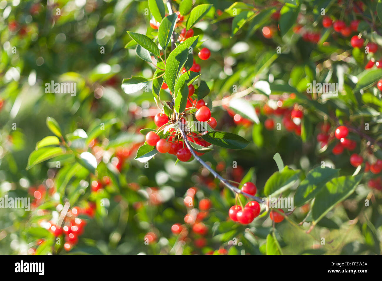 Michigan cherry tree hi-res stock photography and images - Alamy