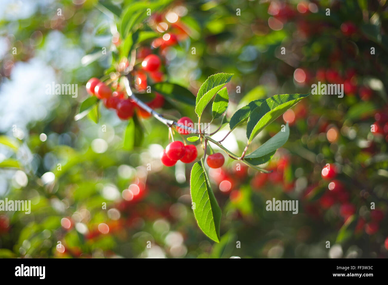 Michigan cherry tree hi-res stock photography and images - Alamy