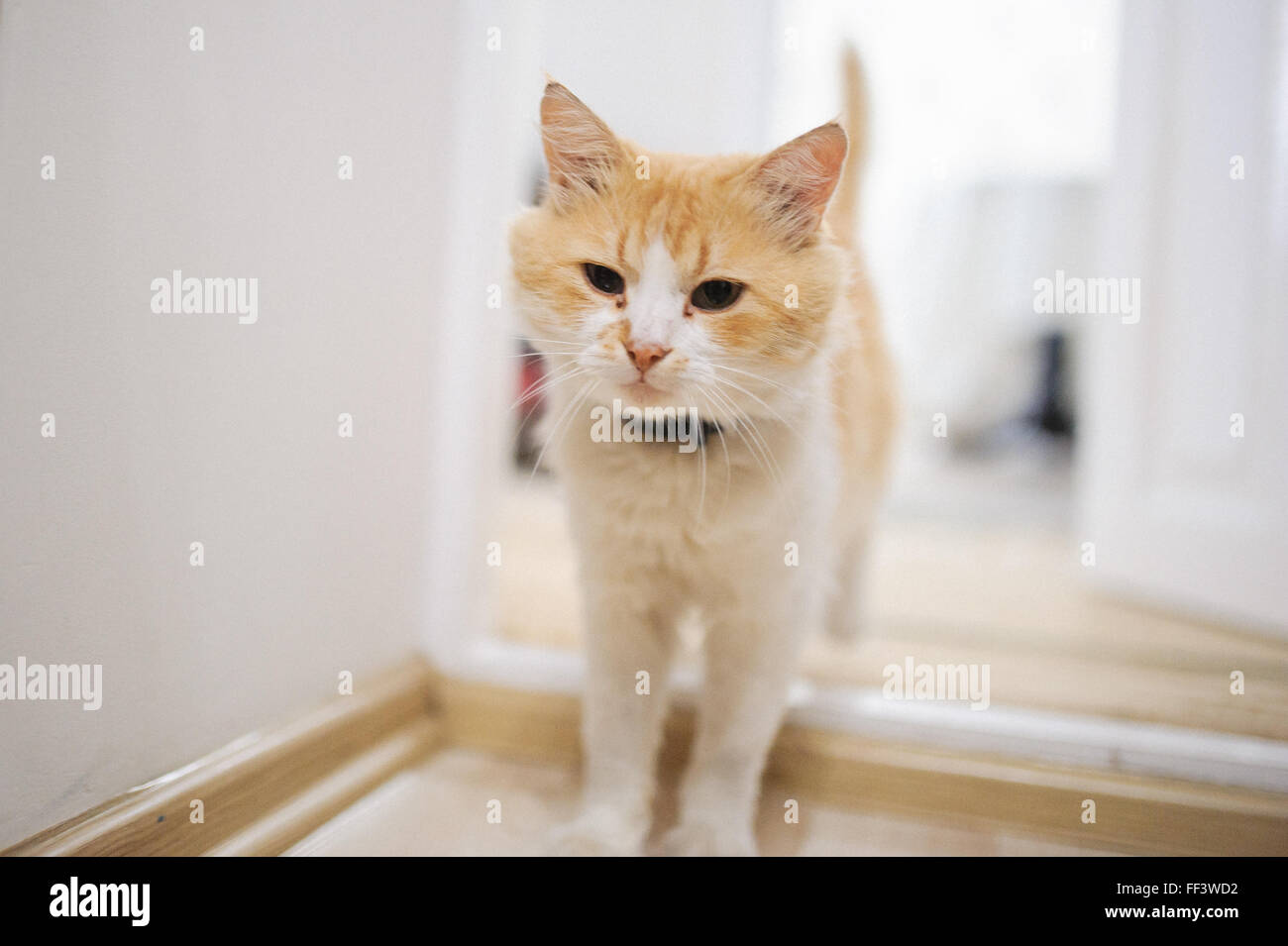 little cat is staring in front of the camera Stock Photo - Alamy