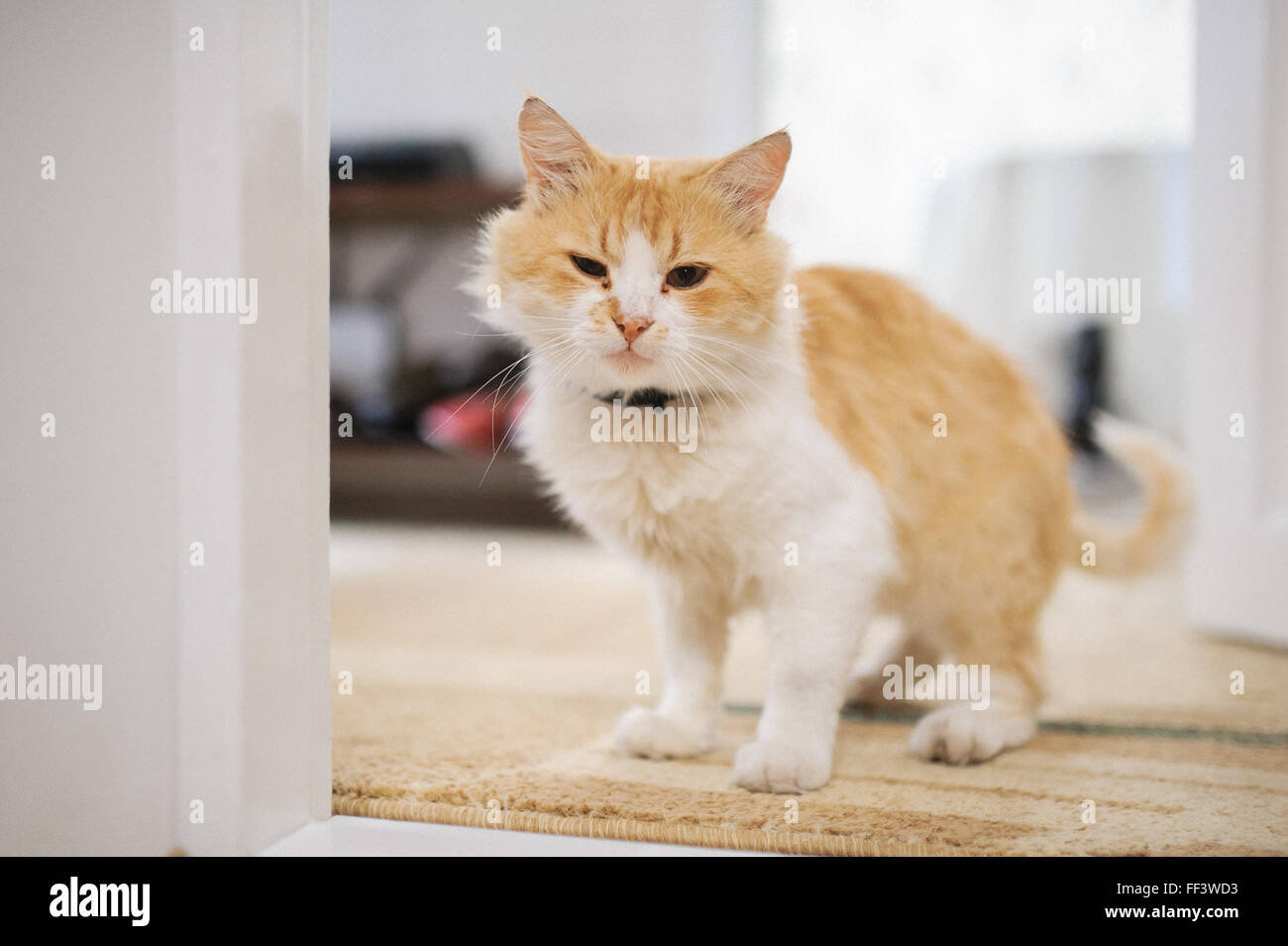little cat is staring in front of the camera Stock Photo - Alamy