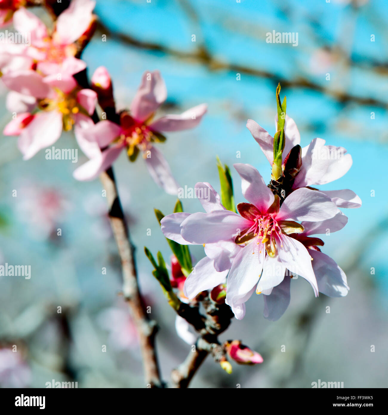 Branch almond hi-res stock photography and images - Alamy