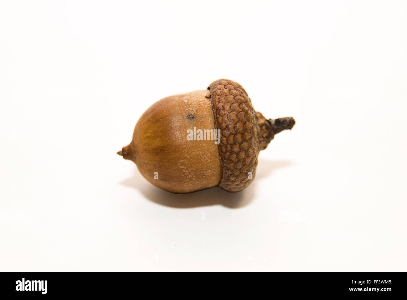 One brown acorn with cap on over white Stock Photo - Alamy