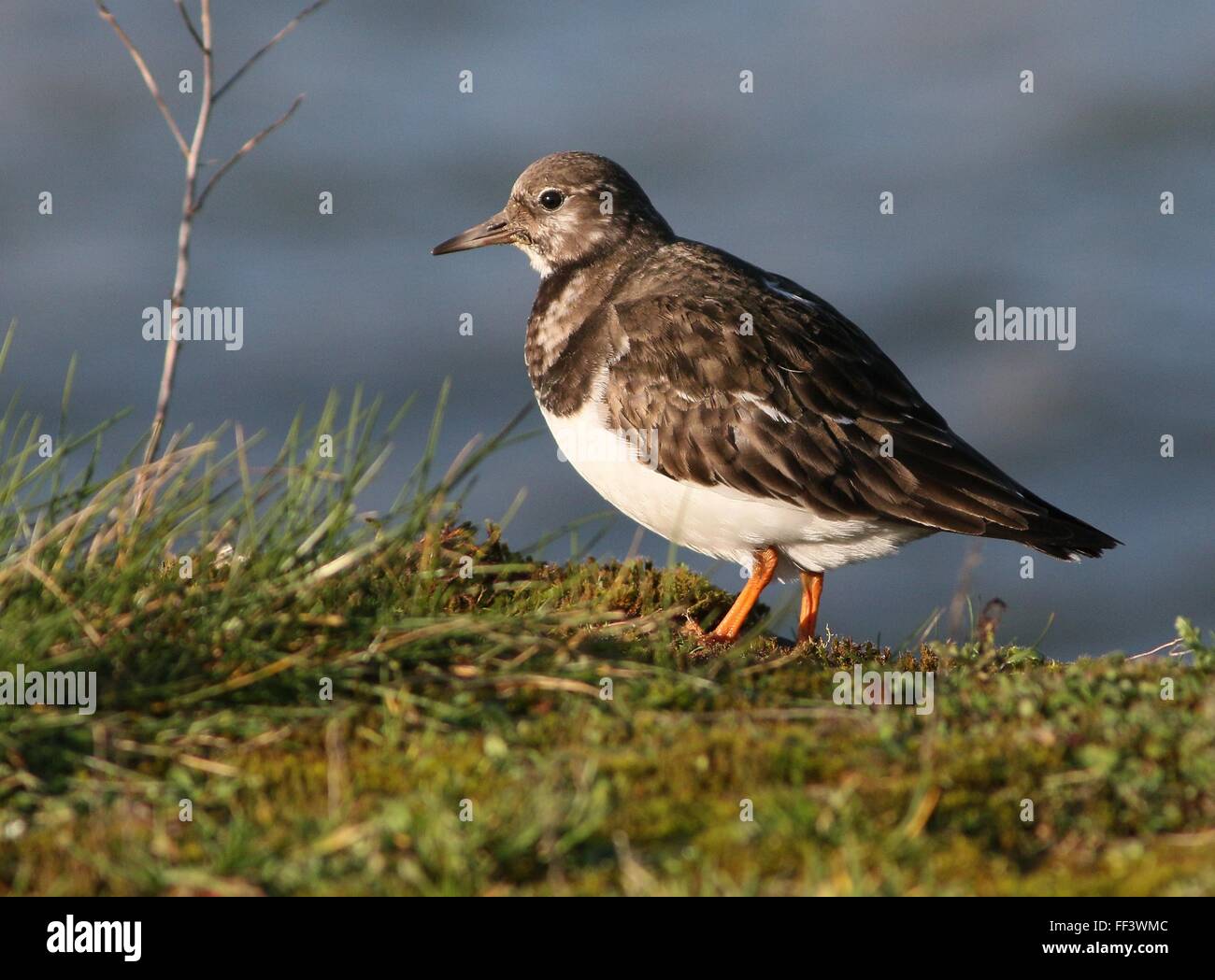 Eurasian Ruddy turnstone (Arenaria interpres) in winter plumage at the ...
