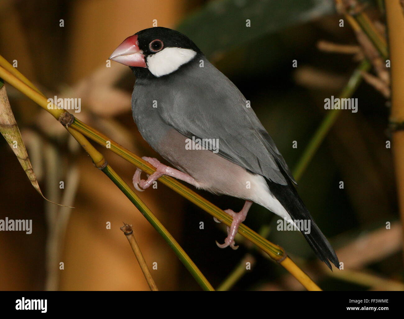 Padda de java hi-res stock photography and images - Alamy