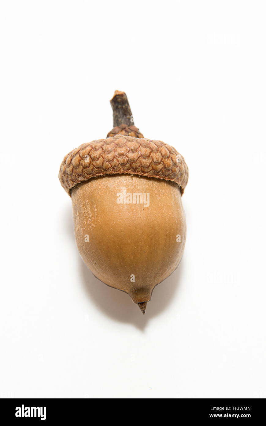 One brown acorn with cap on over white Stock Photo - Alamy