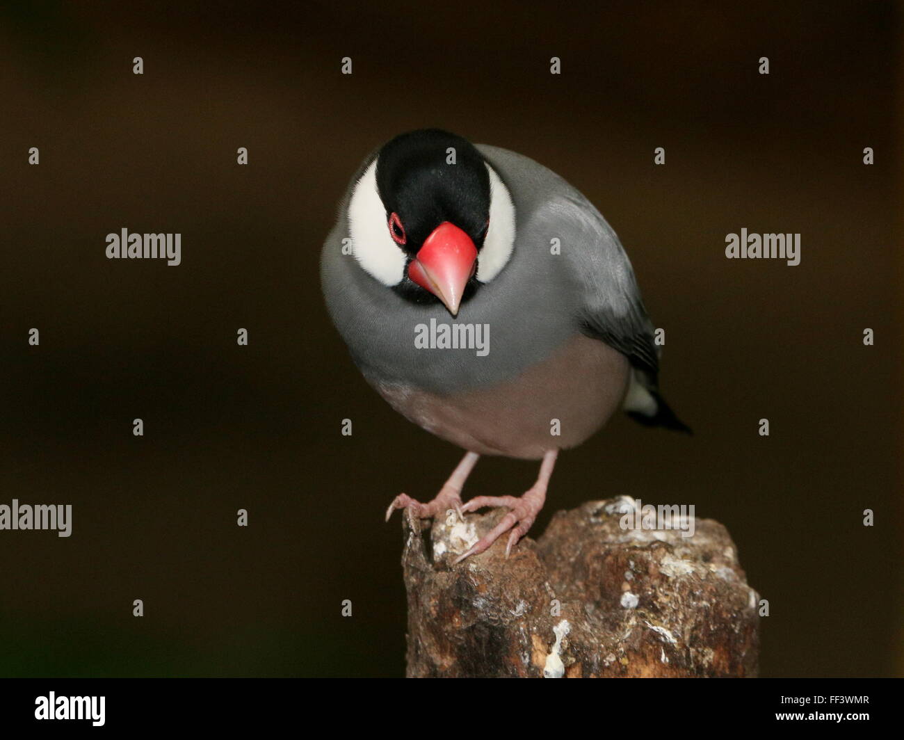 Asian sparrow hi-res stock photography and images - Alamy